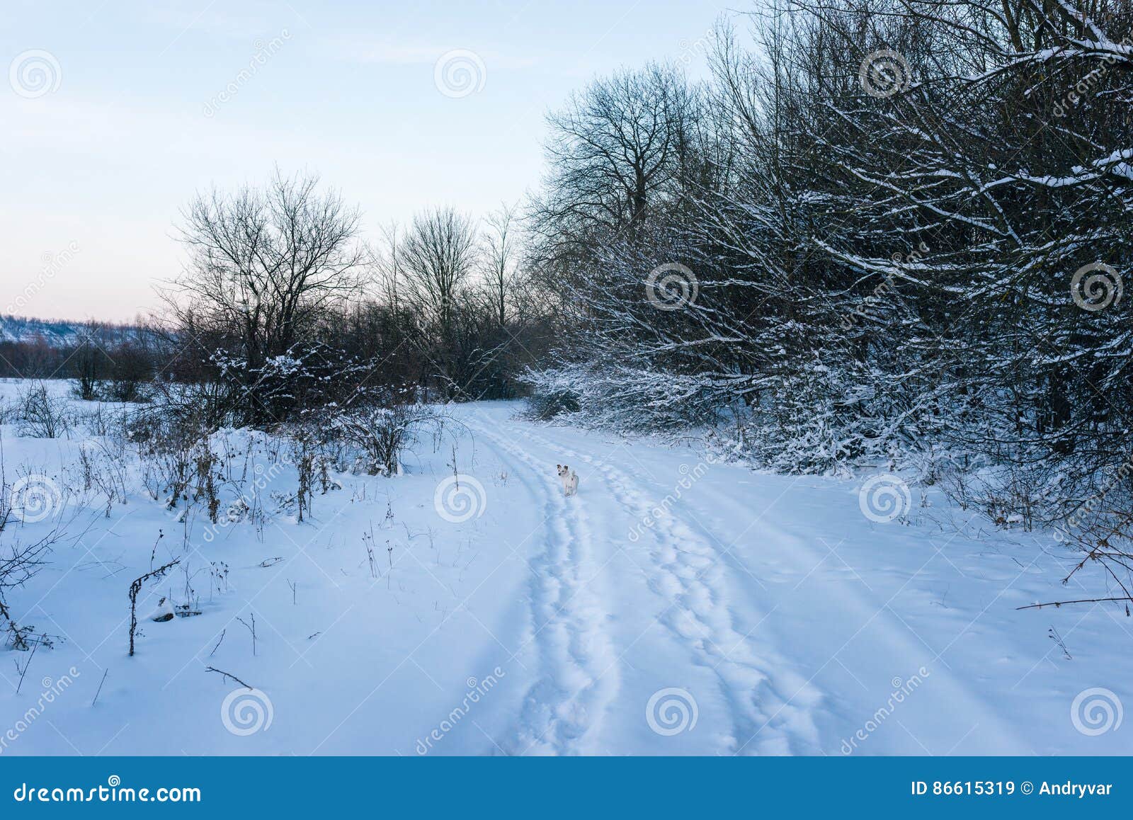 Animal Tracks in the Winter Snow Stock Image - Image of frost, ecology ...