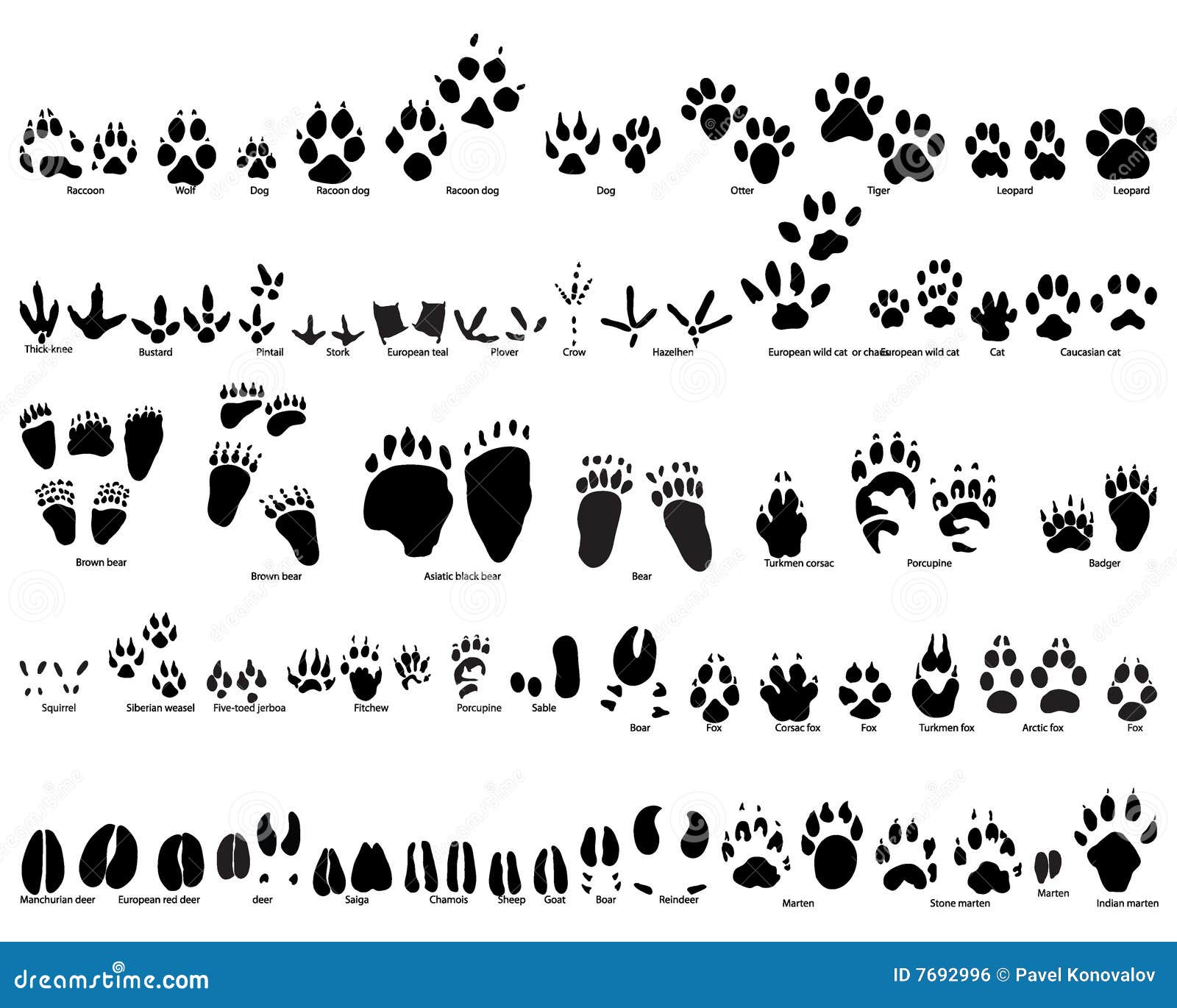 Background Animal Footprints Illustration Cartoon Vector ...