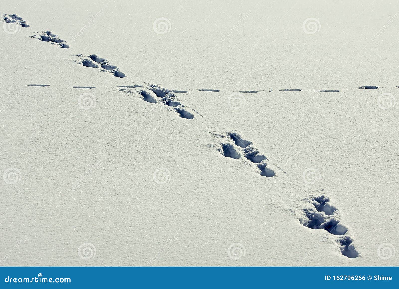 Animal trails in the snow stock photo. Image of diagonal - 162796266
