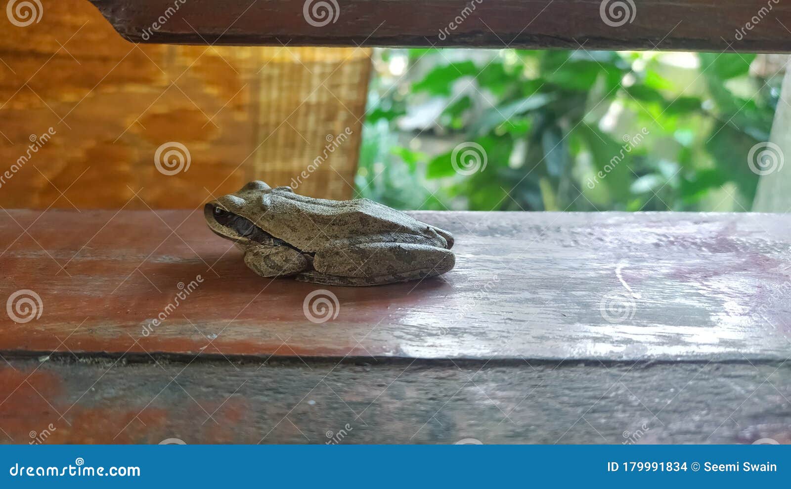 Animal Tree Frog Sitting on Bench Stock Photo - Image of animal, frog ...