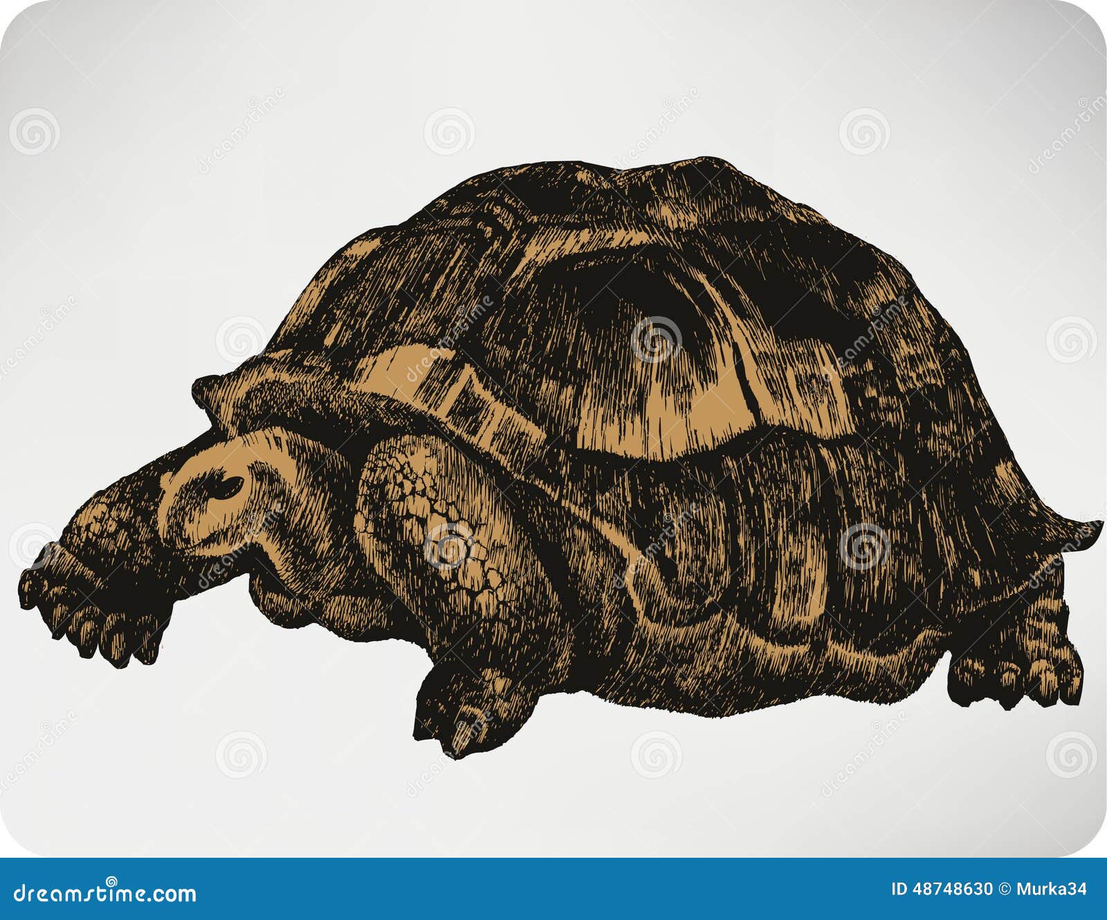 Animal Turtle, Hand-drawing. Vector Illustration. Stock Vector ...