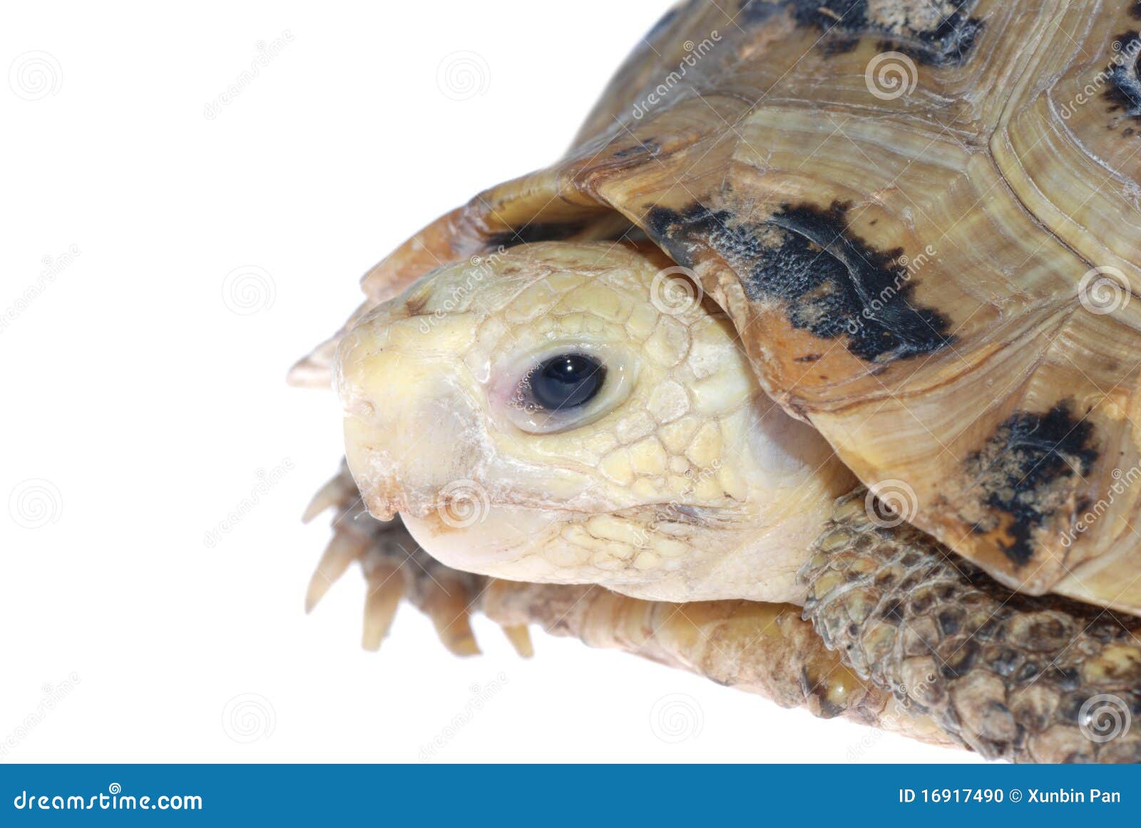 Animal turtle tortoise stock photo. Image of running - 16917490