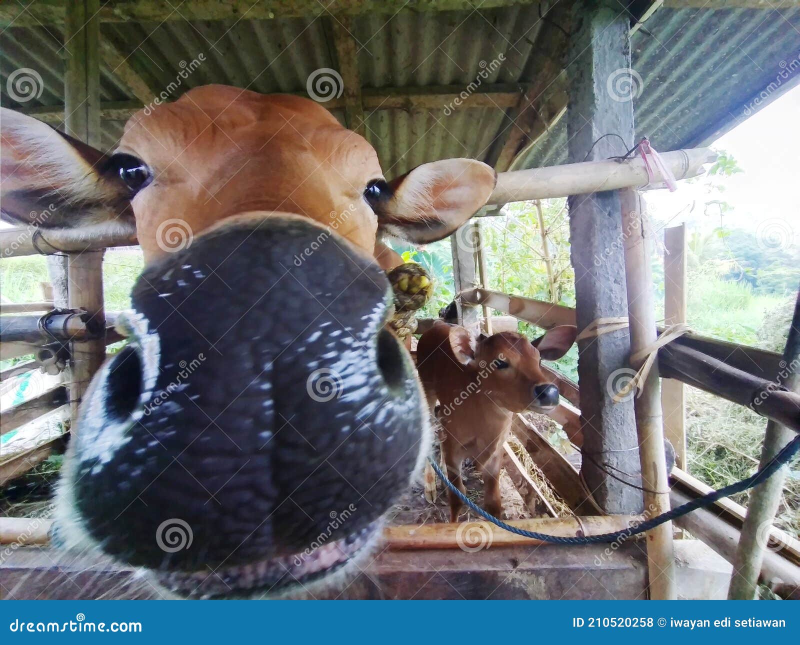 Animal Vache Nez Oeil Babycow Photo stock - Image du vêtement, chèvres ...