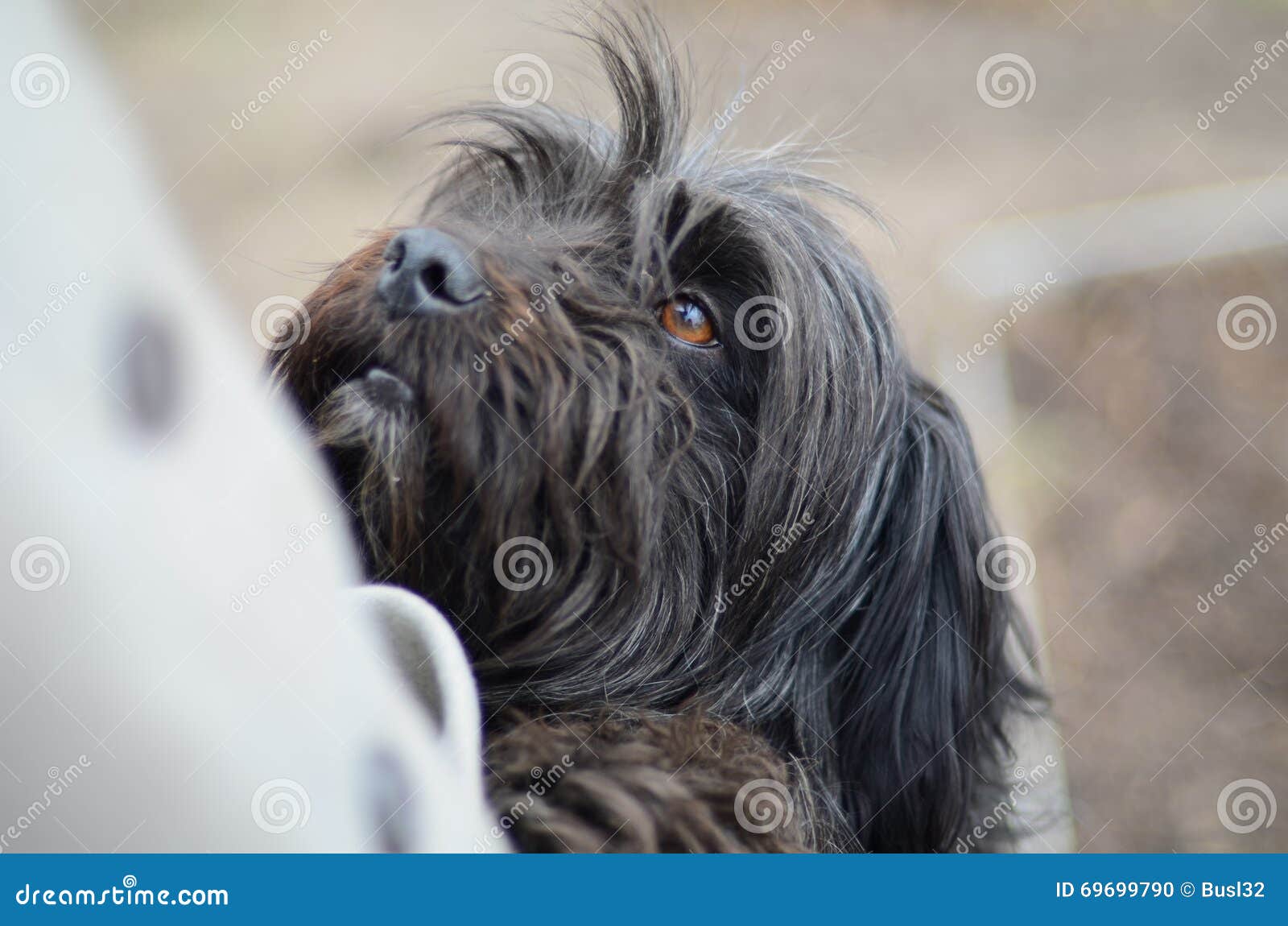 Good Mutts Stock Photos - Free & Royalty-Free Stock Photos from Dreamstime