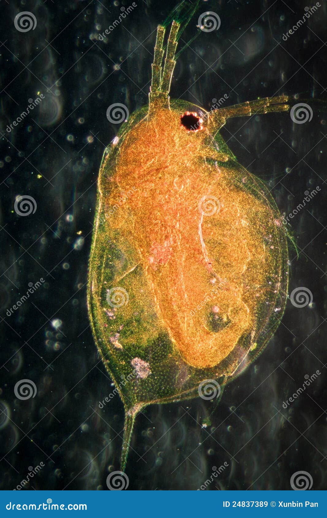 Animal Water Flea Royalty-Free Stock Photography | CartoonDealer.com ...