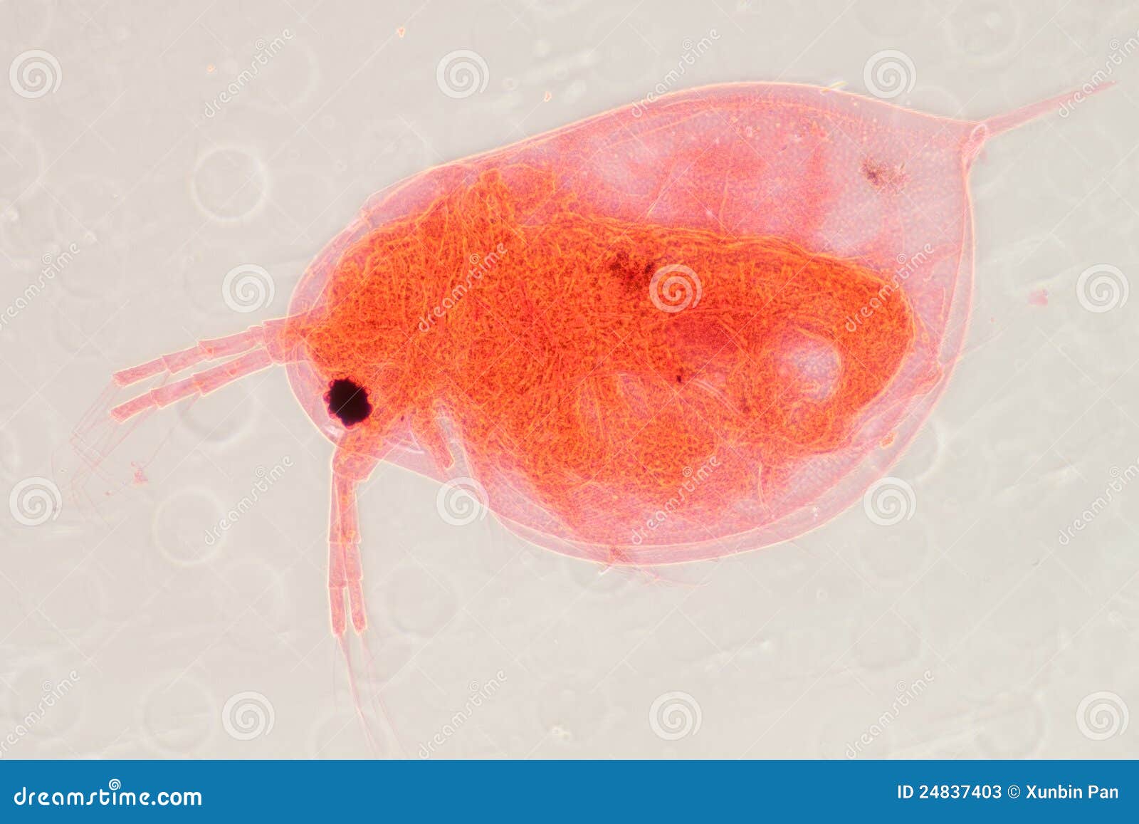 Water Flea Daphnia Magna Is A Small Planktonic Crustacean Under ...