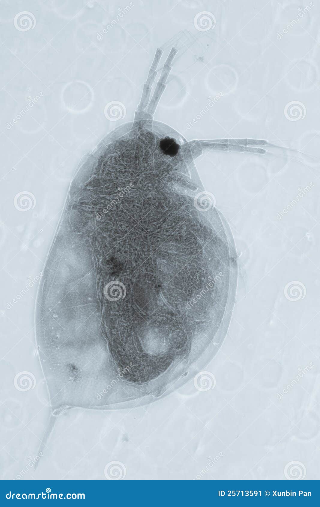 Water Flea Daphnia Magna Is A Small Planktonic Crustacean Under ...
