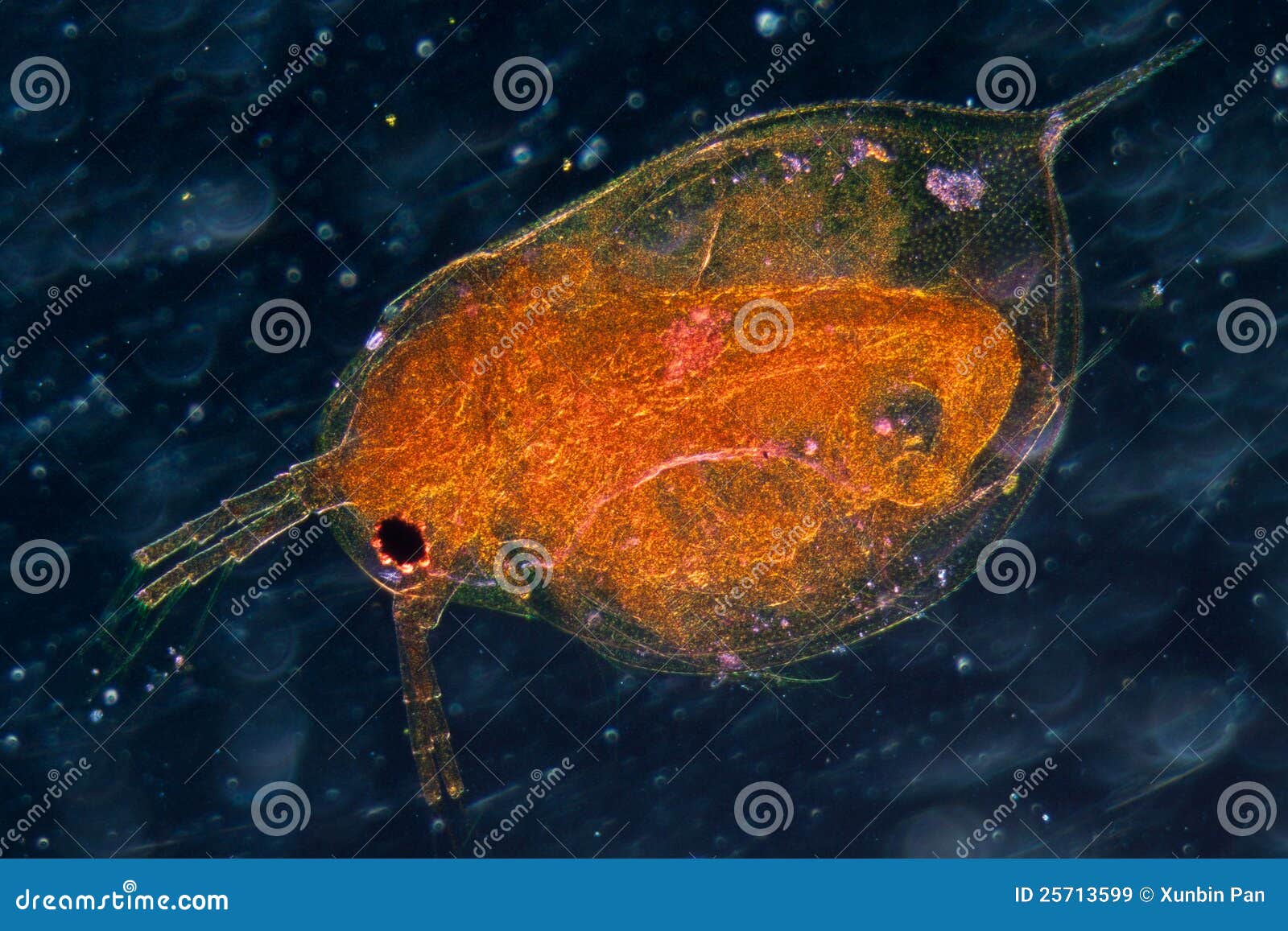 Water Flea Daphnia Magna Is A Small Planktonic Crustacean Under ...