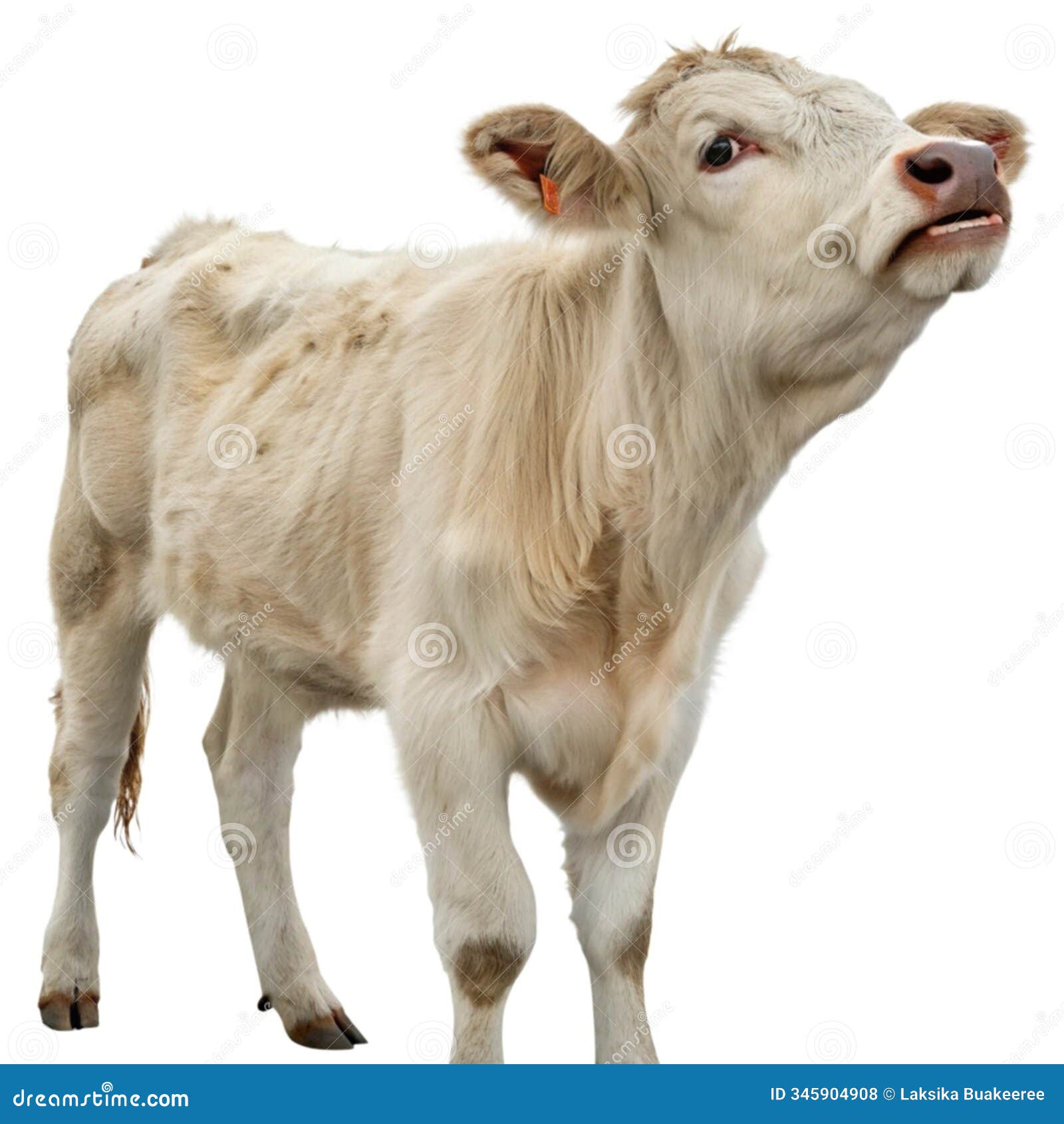 Animal White Background Isolated Stock Illustration - Illustration of ...