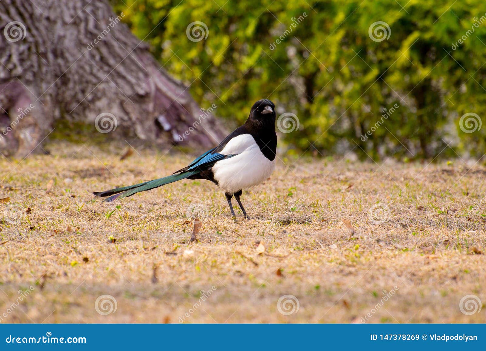 Animal white crow stock image. Image of alive, beautiful - 147378269