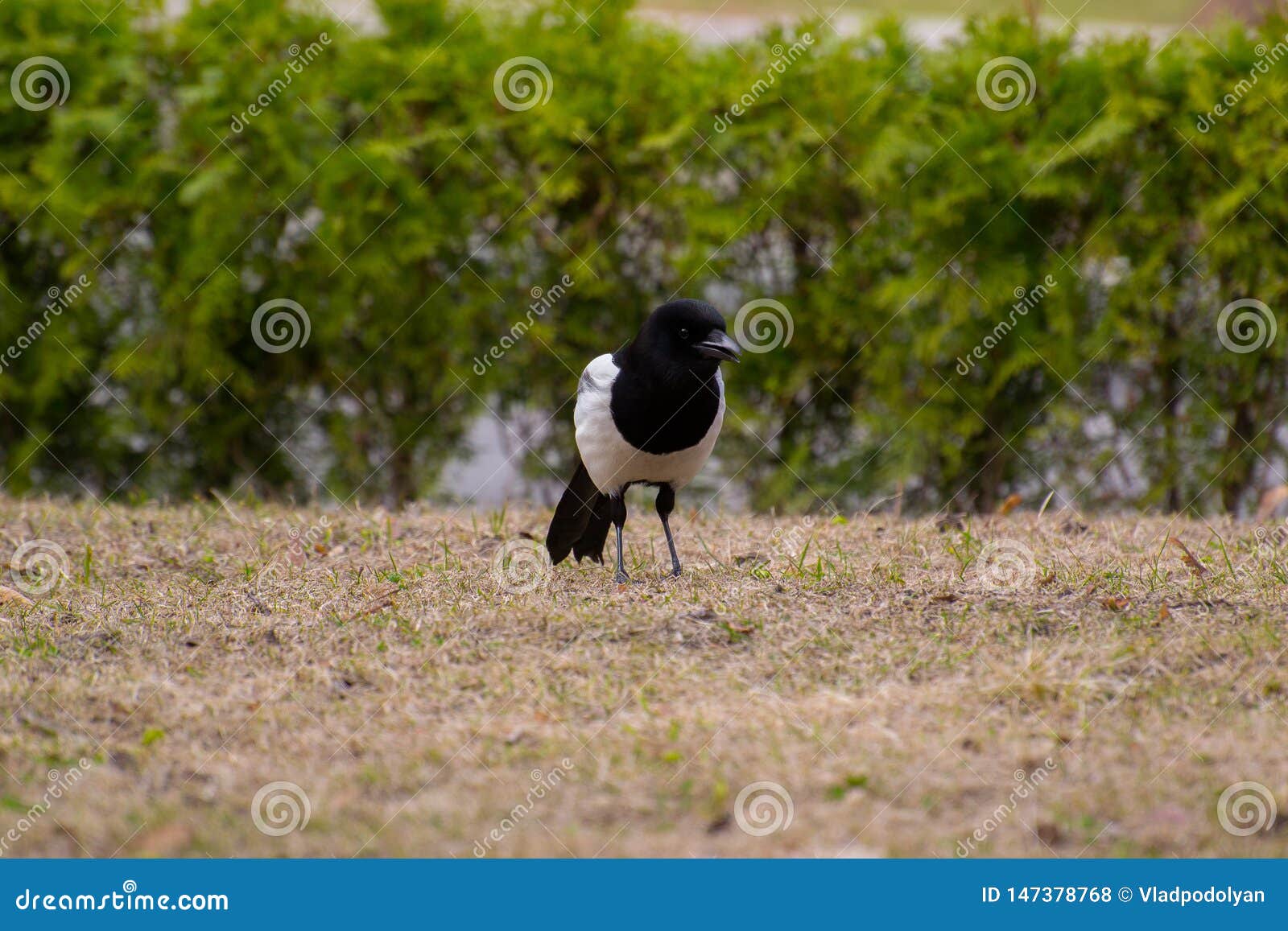 Animal white crow stock photo. Image of fowl, bowl, black - 147378768