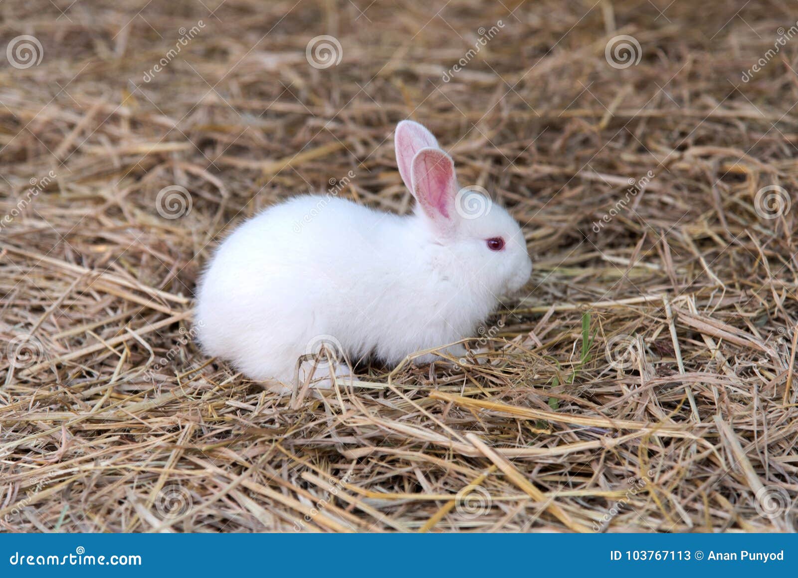 Animal - White Little Rabbit on Straw Floor Stock Image - Image of ...