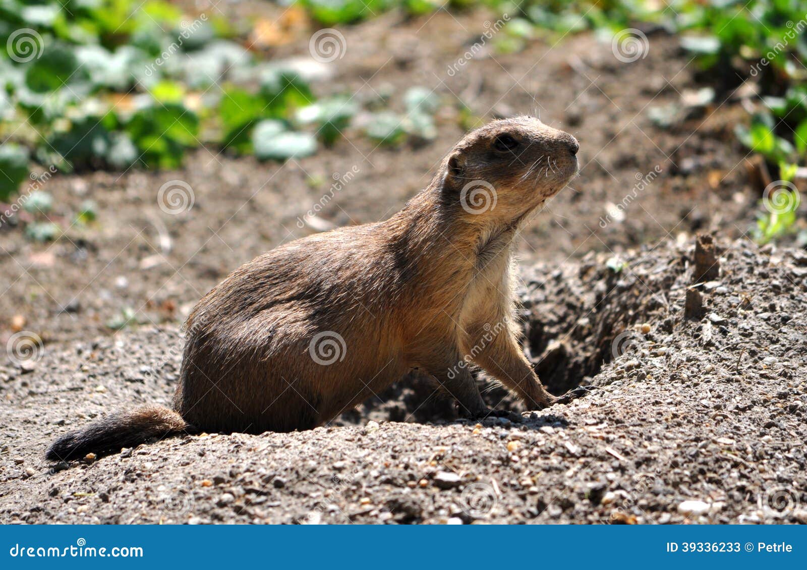 Animal - whiz stock image. Image of season, green, tail - 39336233