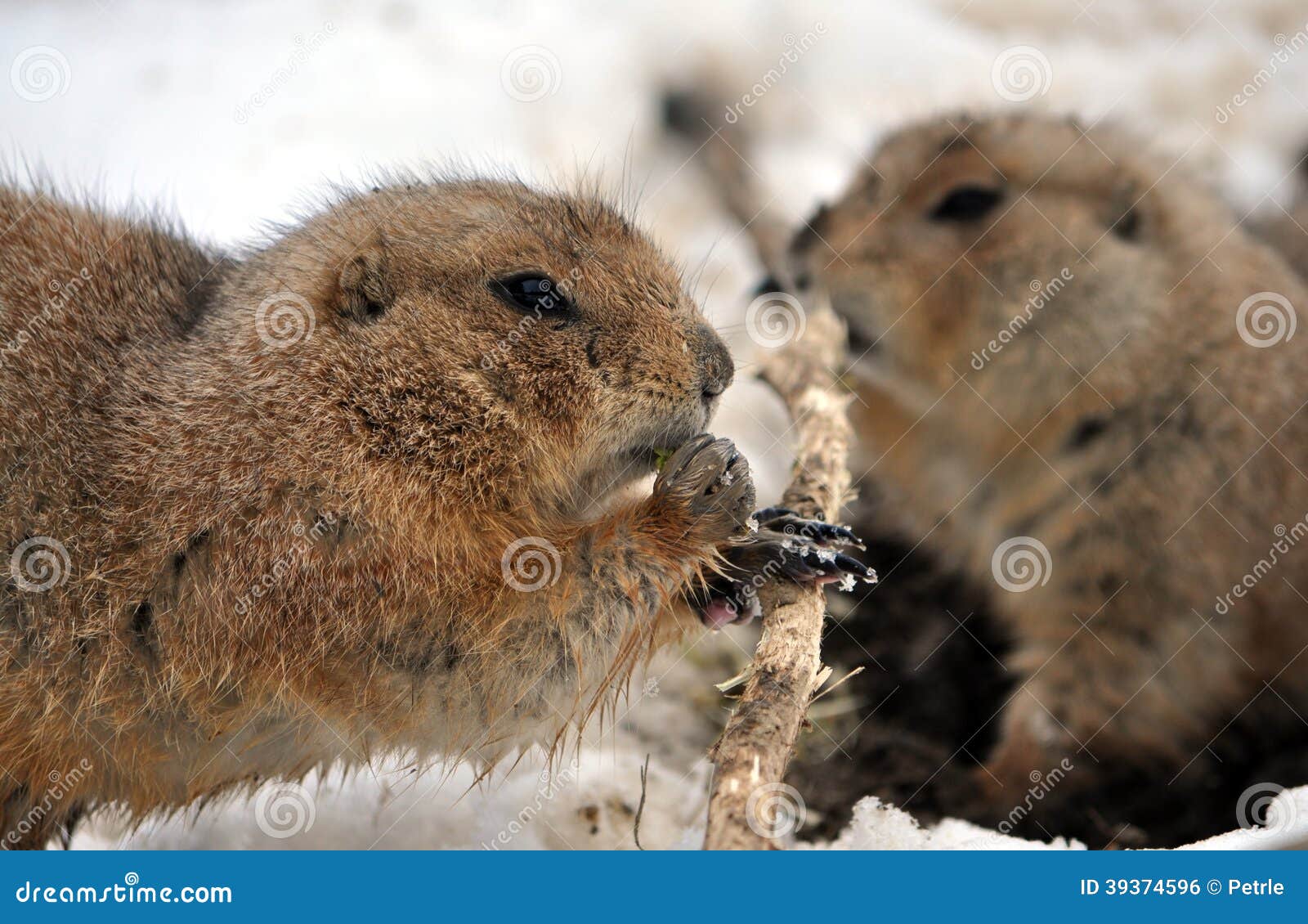 Animal - whiz stock photo. Image of brown, whizz, live - 39374596
