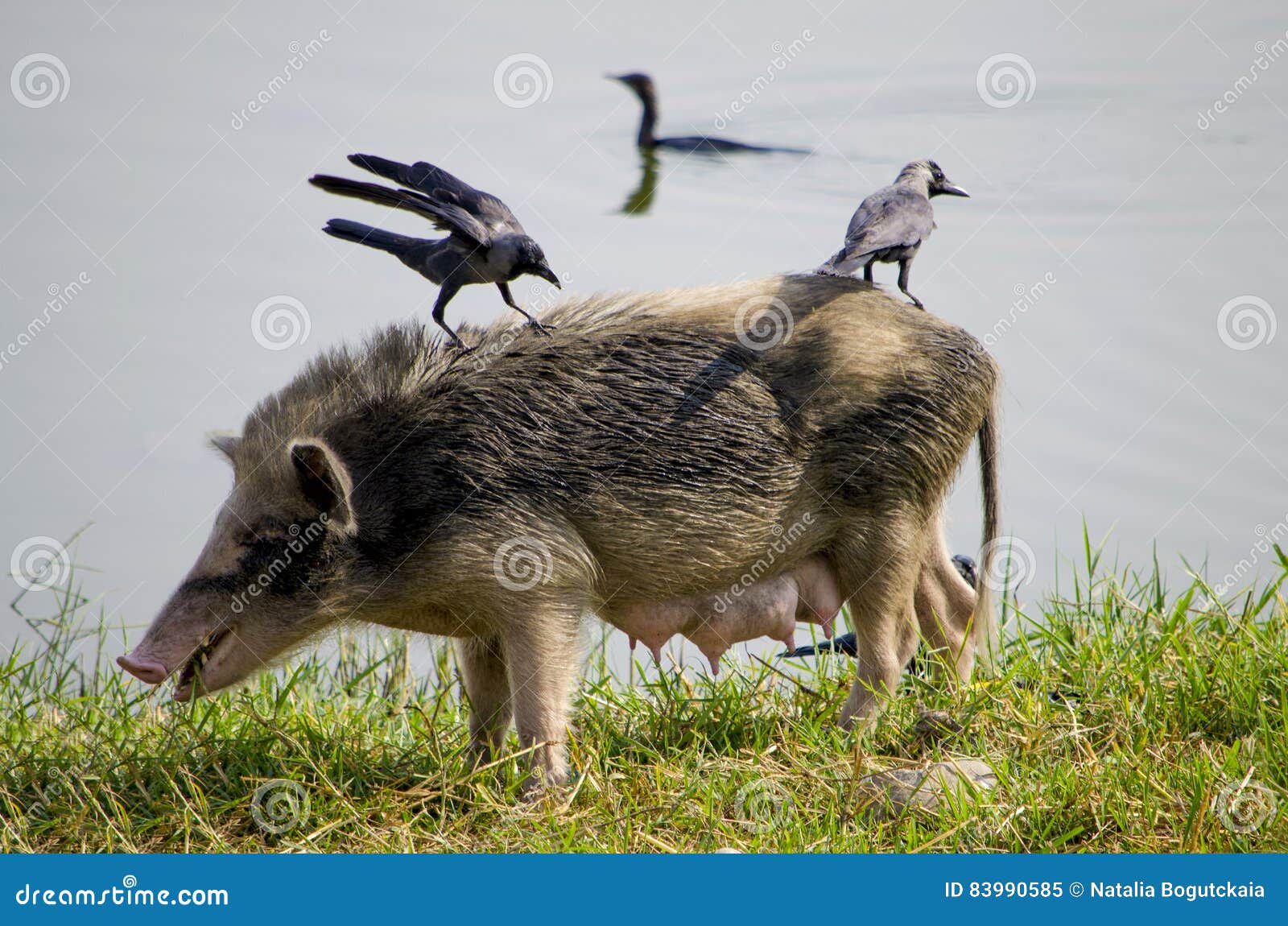 Animal a Wild Boar a Female with Birds on a Back Stock Image - Image of ...