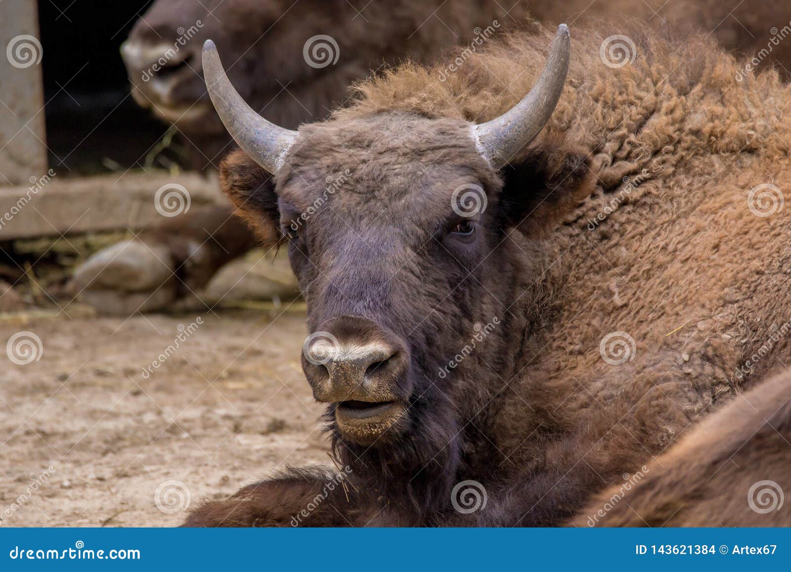 Animal Wild Bull Lying in the Aviary of the Zoo Stock Photo - Image of ...