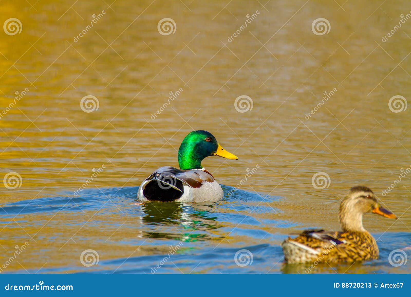 Animal a Wild Drake and a Duck Sail on a Pond Stock Image - Image of ...