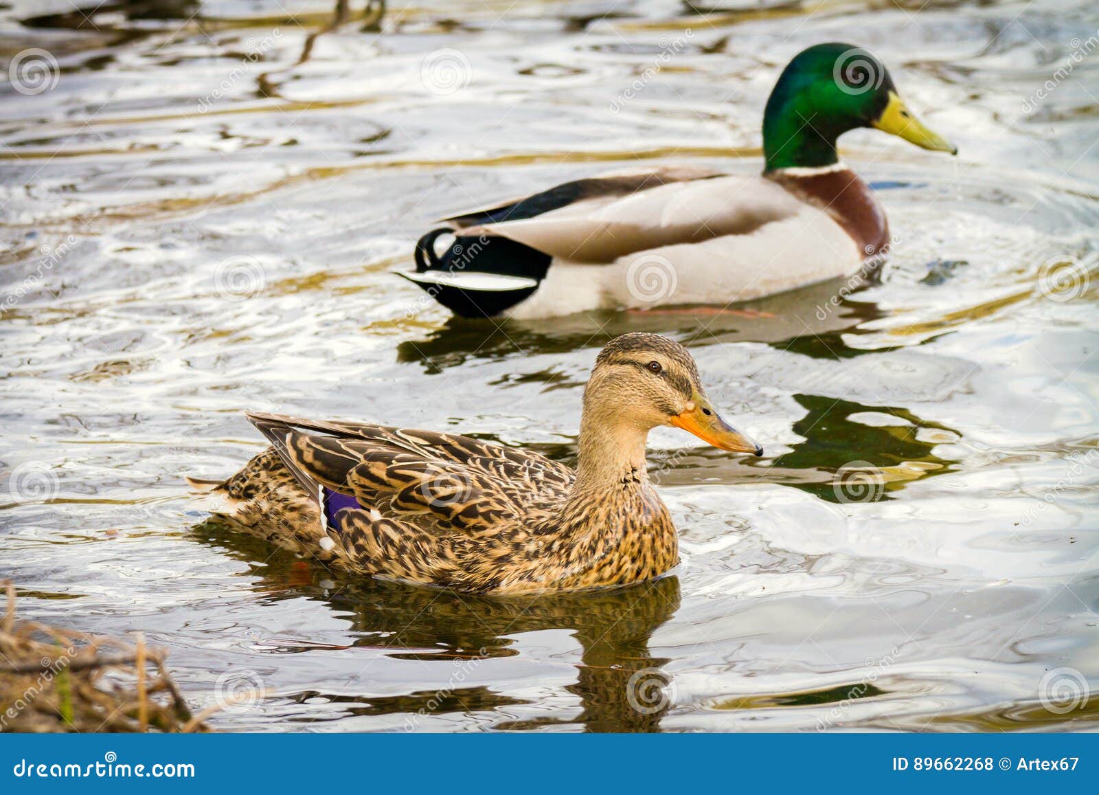 Animal a Wild Drake and a Duck Sail on a Pond Stock Photo - Image of ...