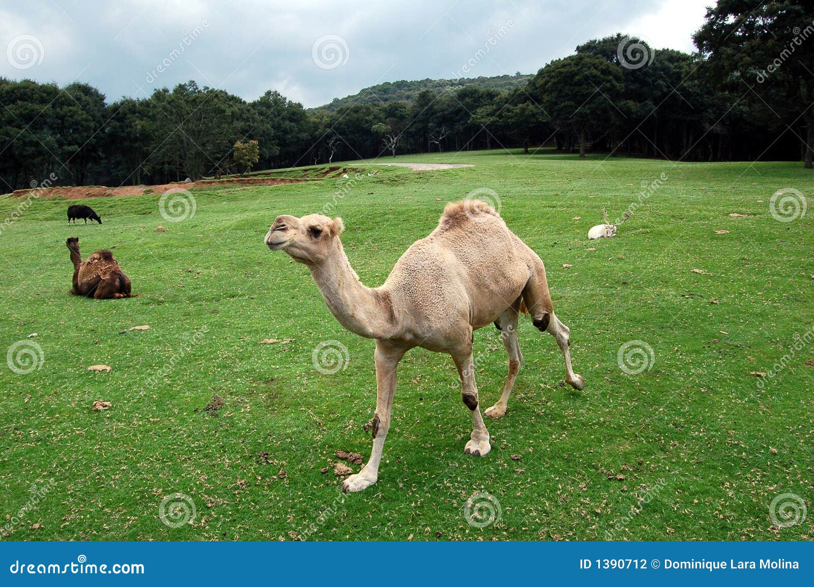 Animal Wisdom Picture. Image: 1390712