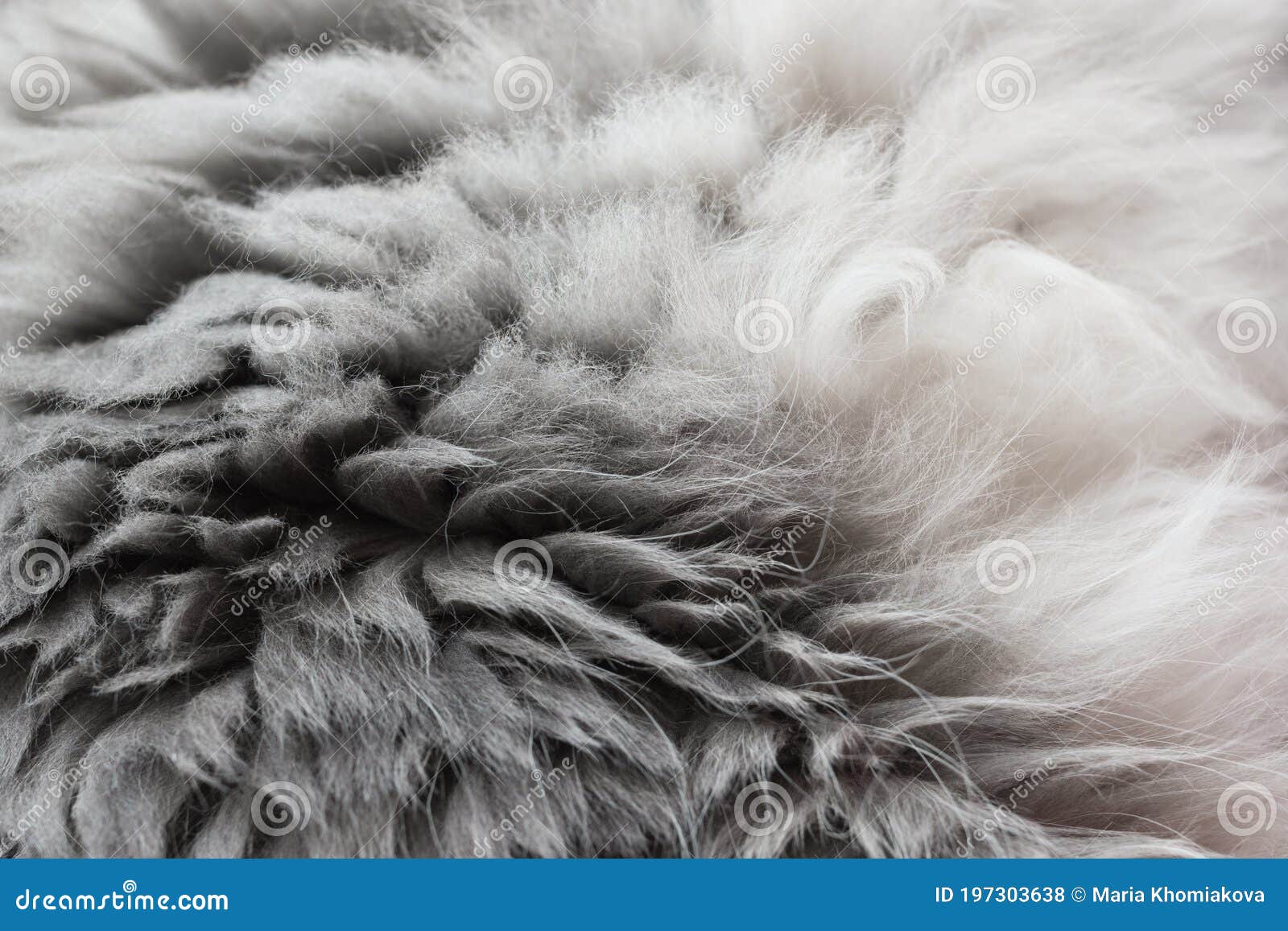 Animal Wool Background . Gray and White Fur Stock Photo - Image of ...