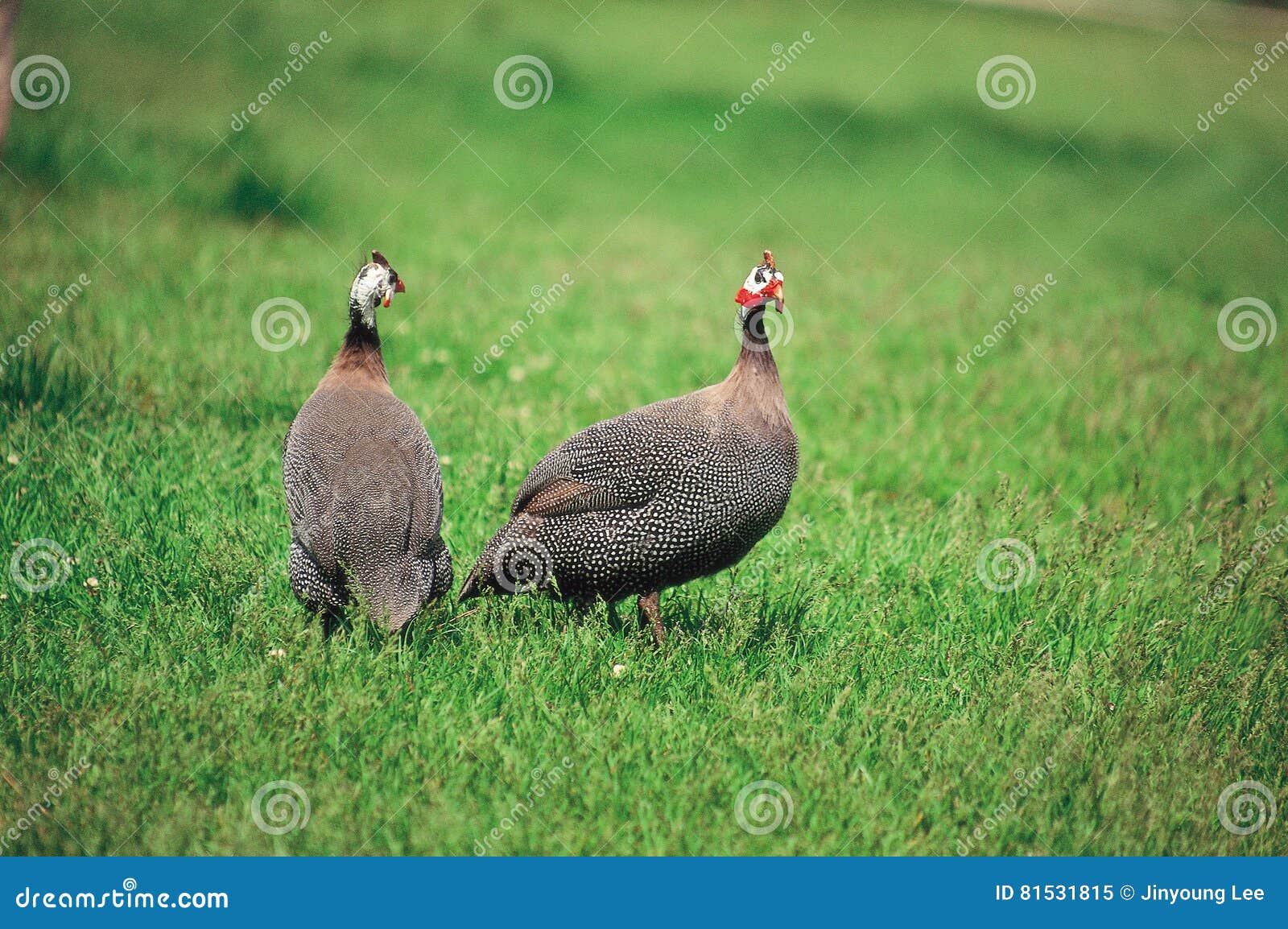 Animal stock image. Image of bird, outdoors, field, animals - 81531815