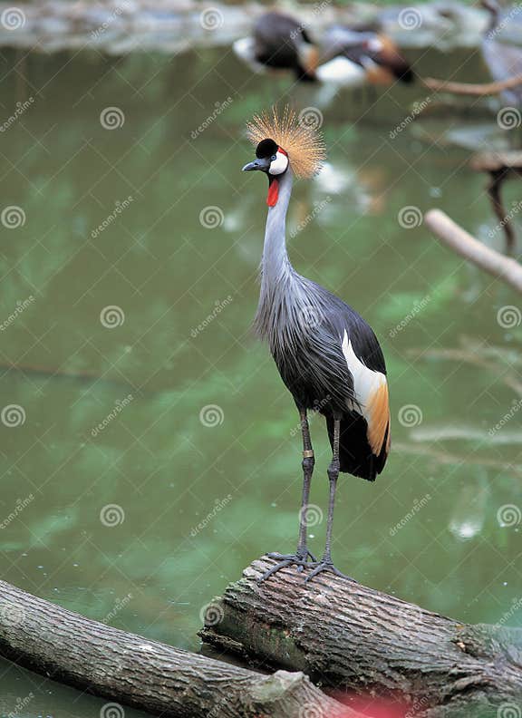 Animal stock image. Image of crane, herring, vertical - 81535677