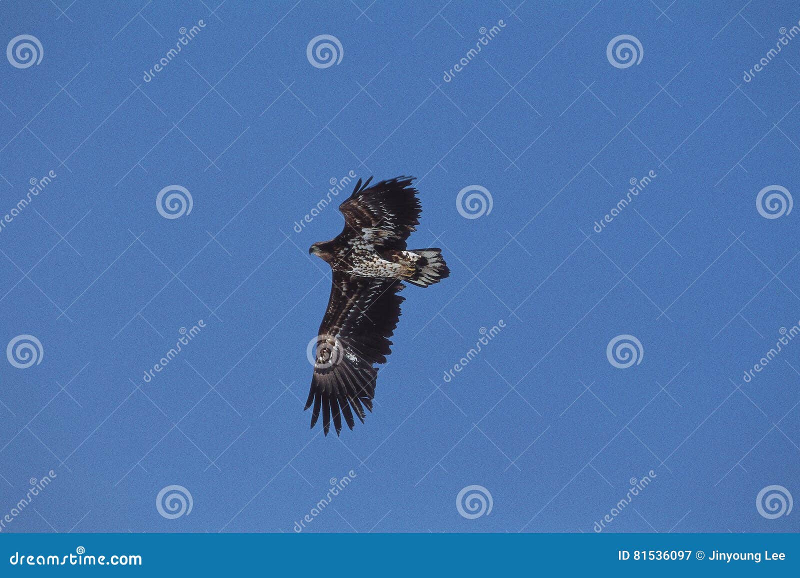 Animal stock image. Image of condor, outdoors, parrot - 81536097