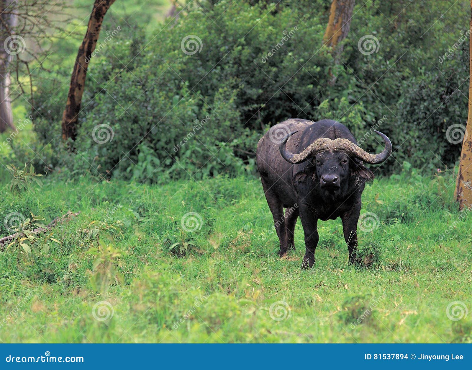 Animal stock photo. Image of area, moor, field, outdoors - 81537894