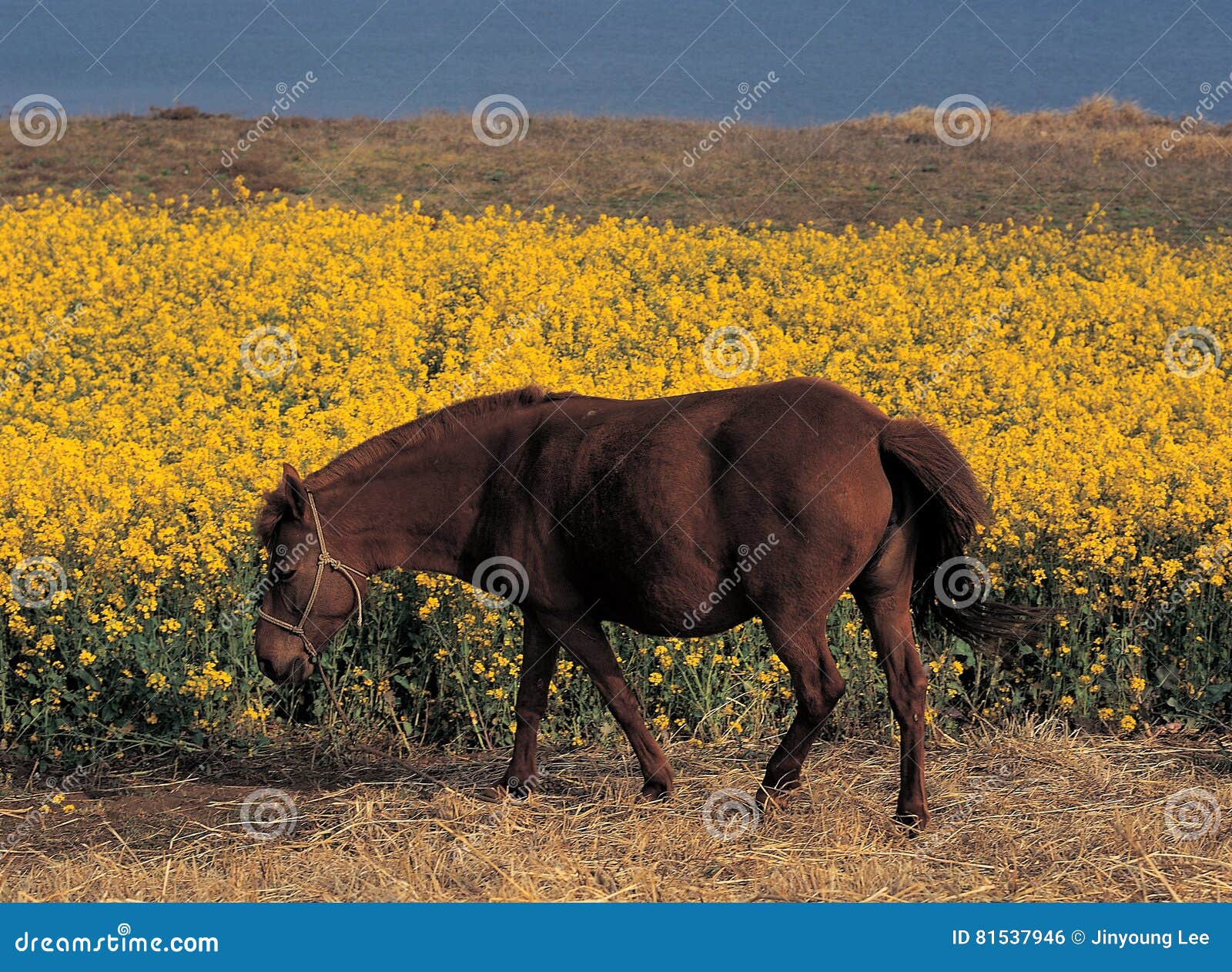 Animal stock photo. Image of livestock, working, horse - 81537946