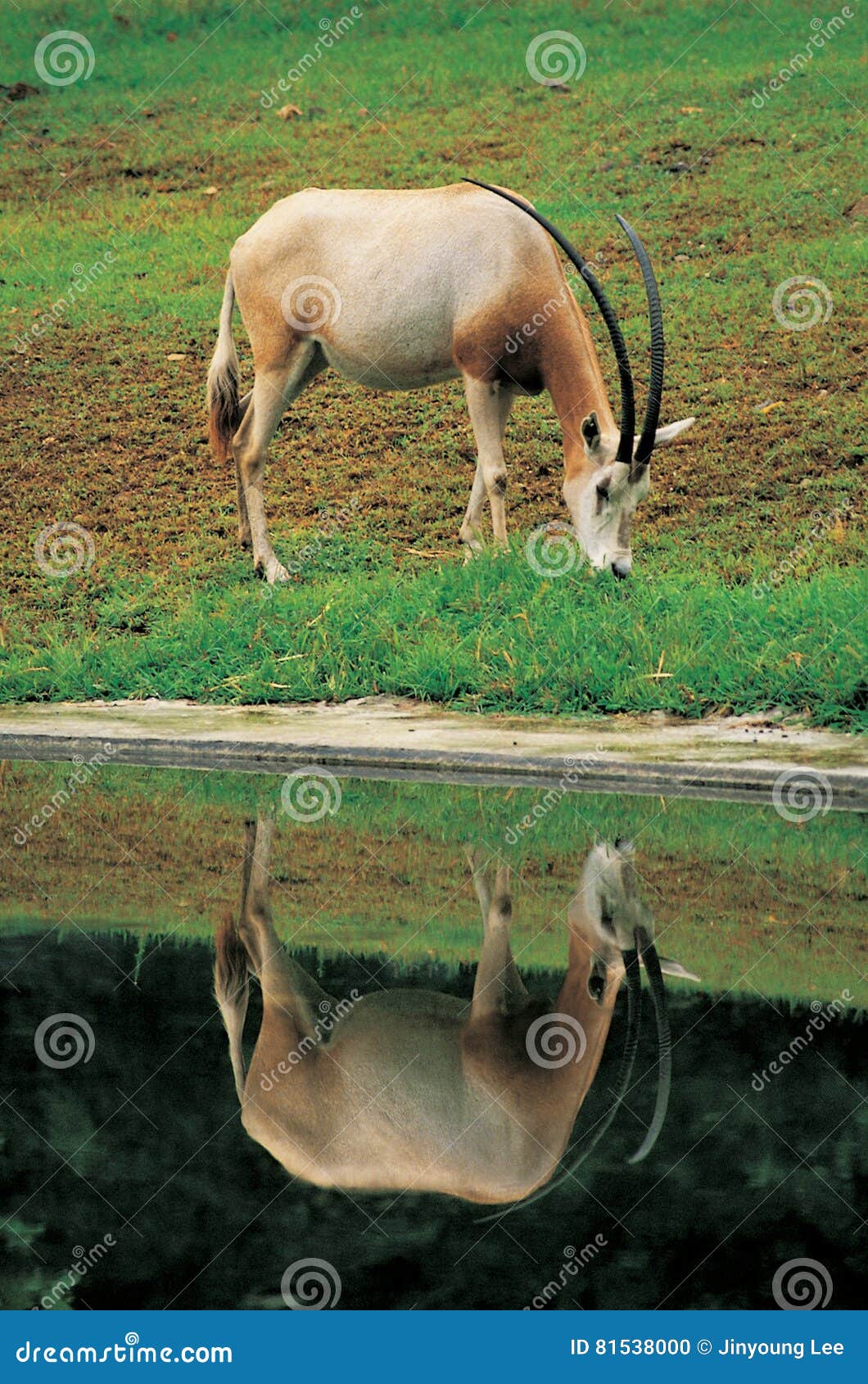 Animal stock photo. Image of zoology, working, plateau - 81538000