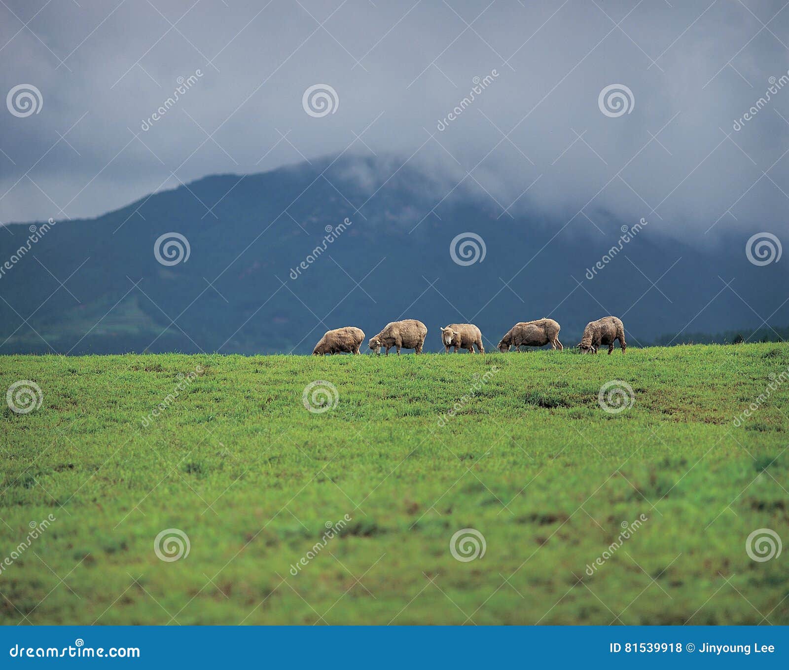 Animal stock photo. Image of zoology, livestock, working - 81539918