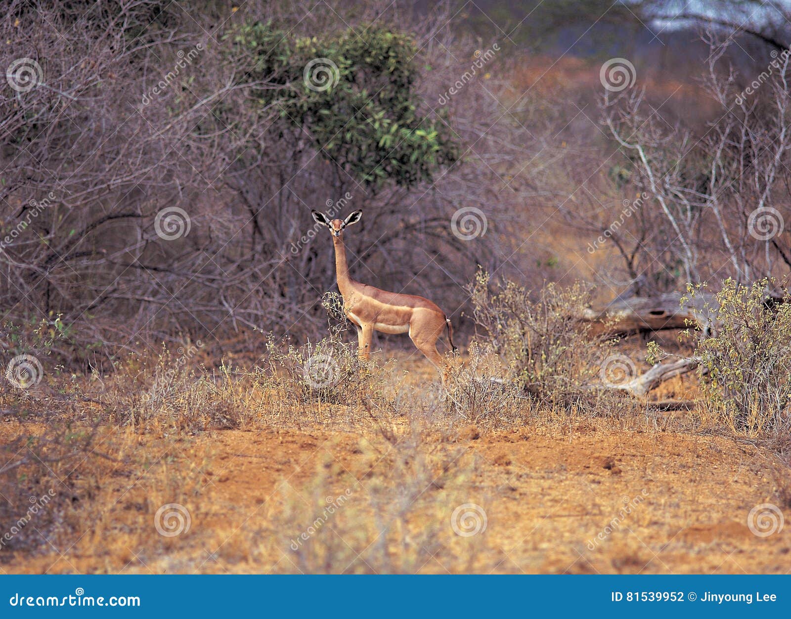 Animal stock photo. Image of field, working, moor, animal - 81539952