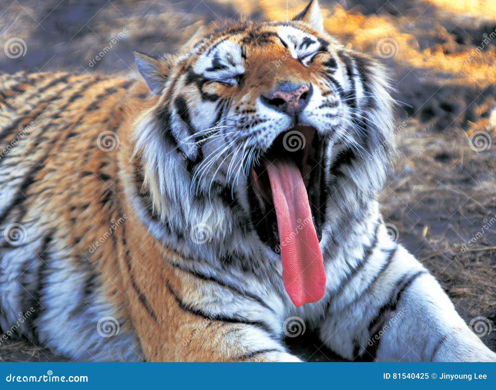 Animal stock image. Image of roar, fauna, zoology, emotion - 81540425