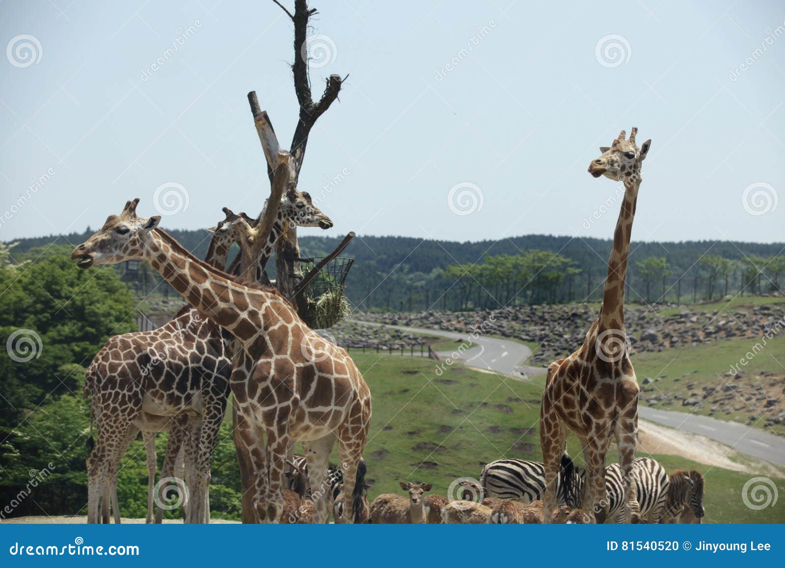 Animal stock photo. Image of working, moose, animal, group - 81540520