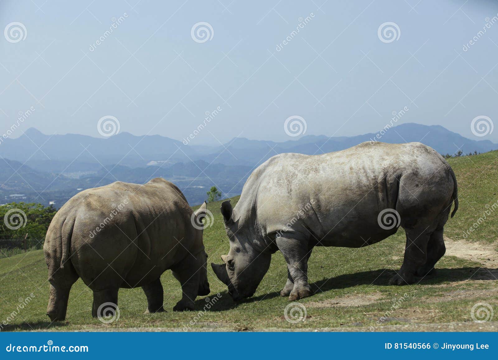Animal stock photo. Image of animal, field, mammal, animals - 81540566