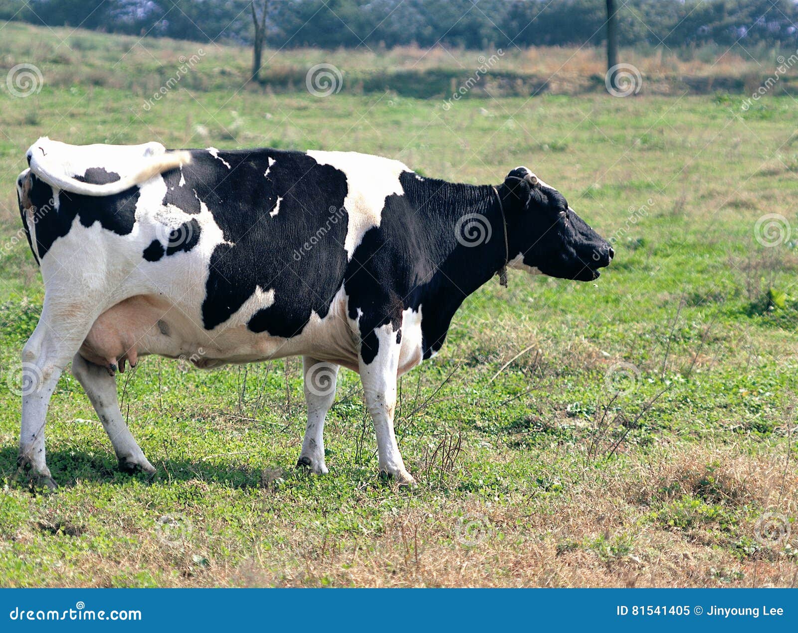 Animal stock image. Image of zoology, cattle, mowing - 81541405