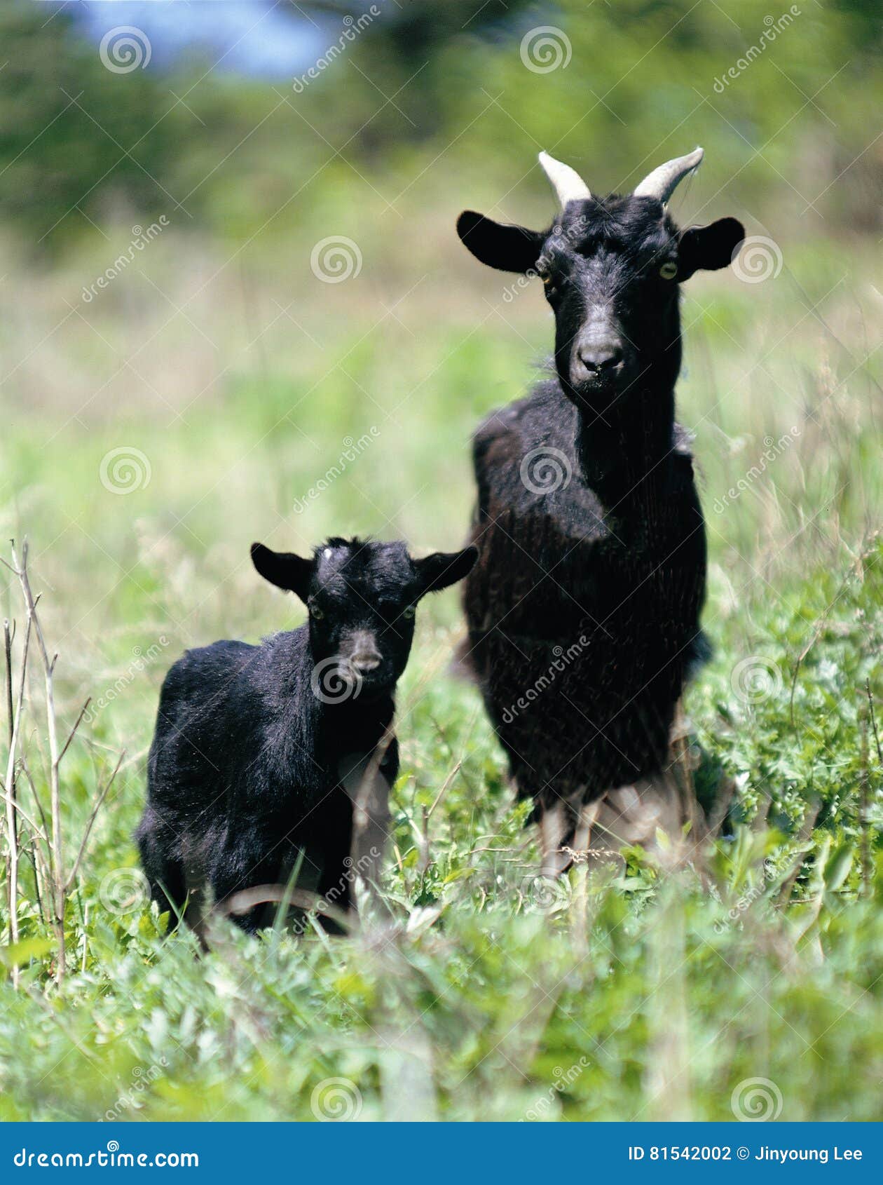 Animal stock photo. Image of zoology, outdoors, working - 81542002