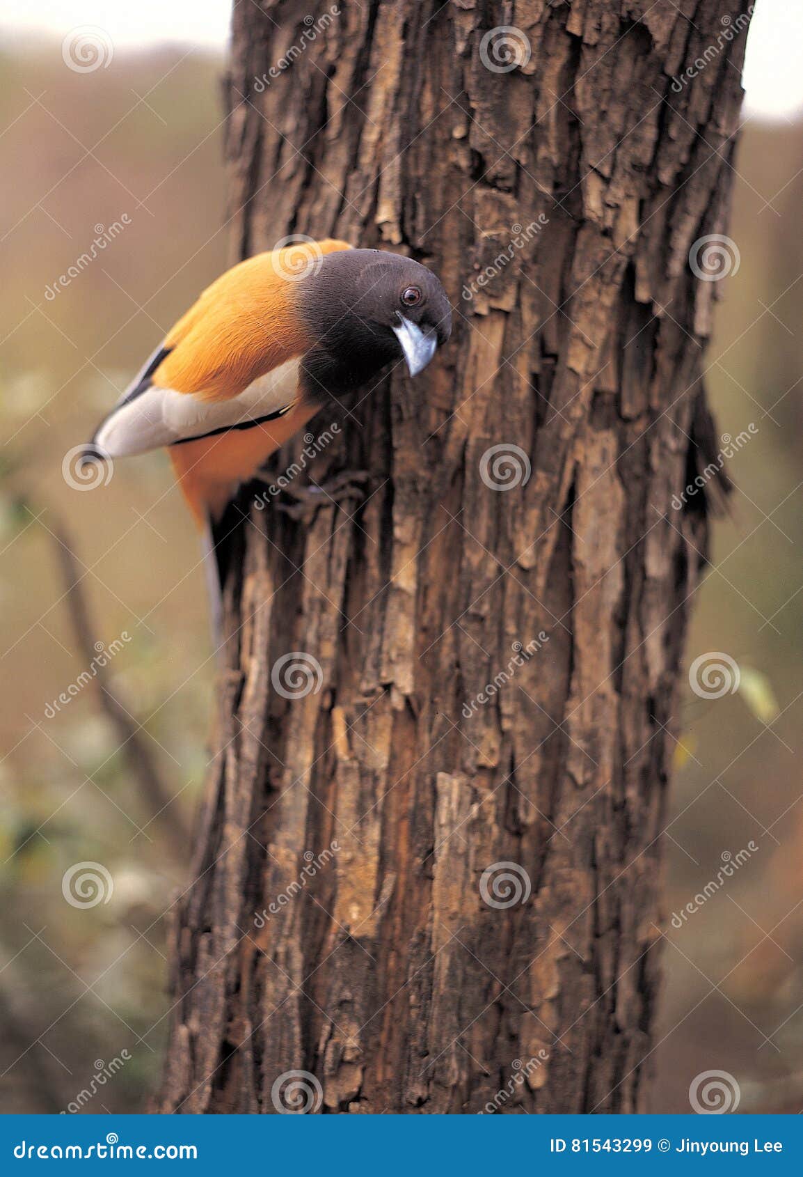 Animal stock image. Image of woodpecker, piciformes, beak - 81543299