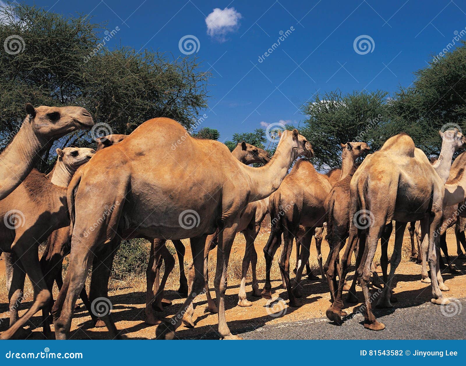 Animal stock photo. Image of camel, crowd, wildlife, animal - 81543582