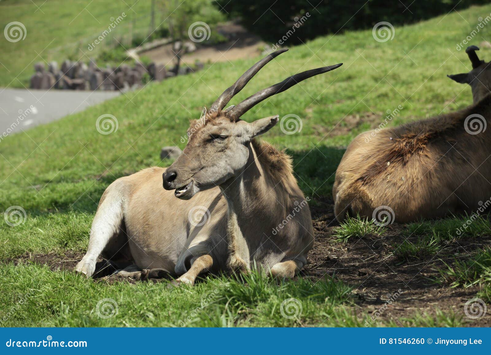 Animal stock photo. Image of mammal, cattle, working - 81546260