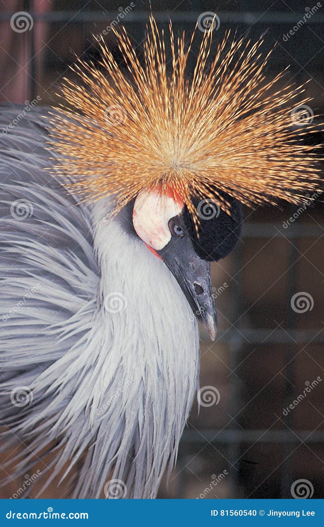 Animal stock photo. Image of parrot, working, head, bird - 81560540