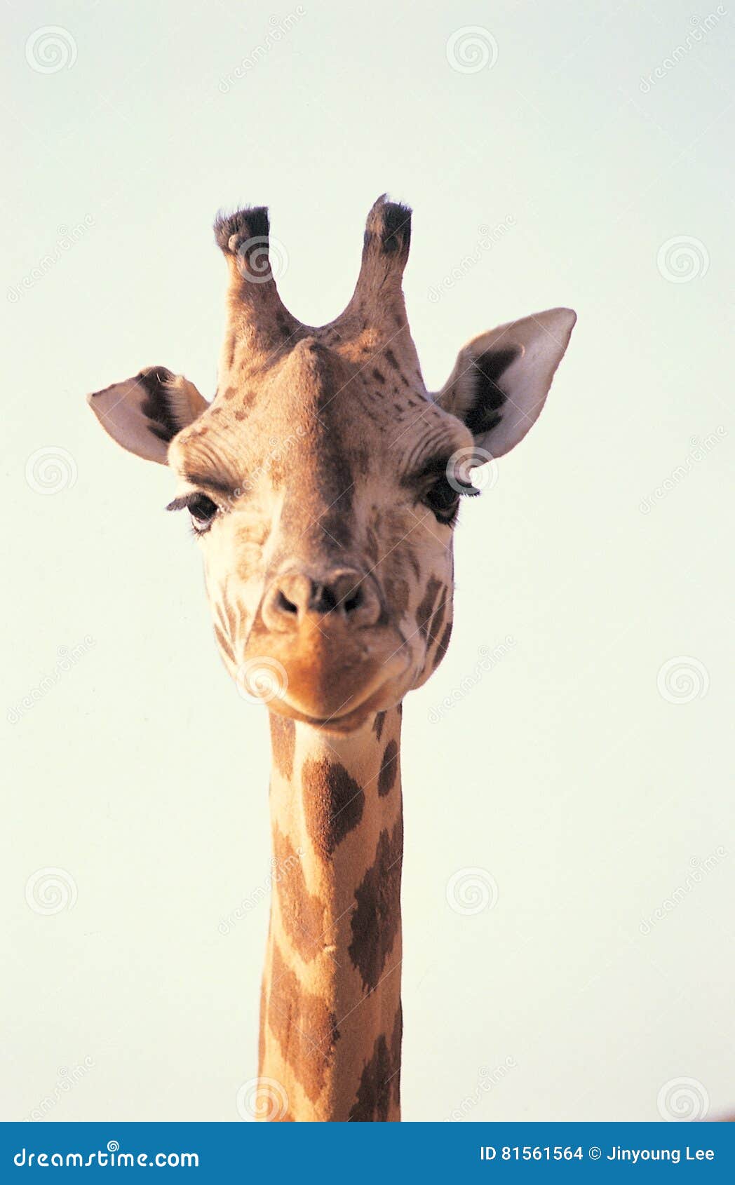 Animal stock photo. Image of working, mammal, giraffe - 81561564
