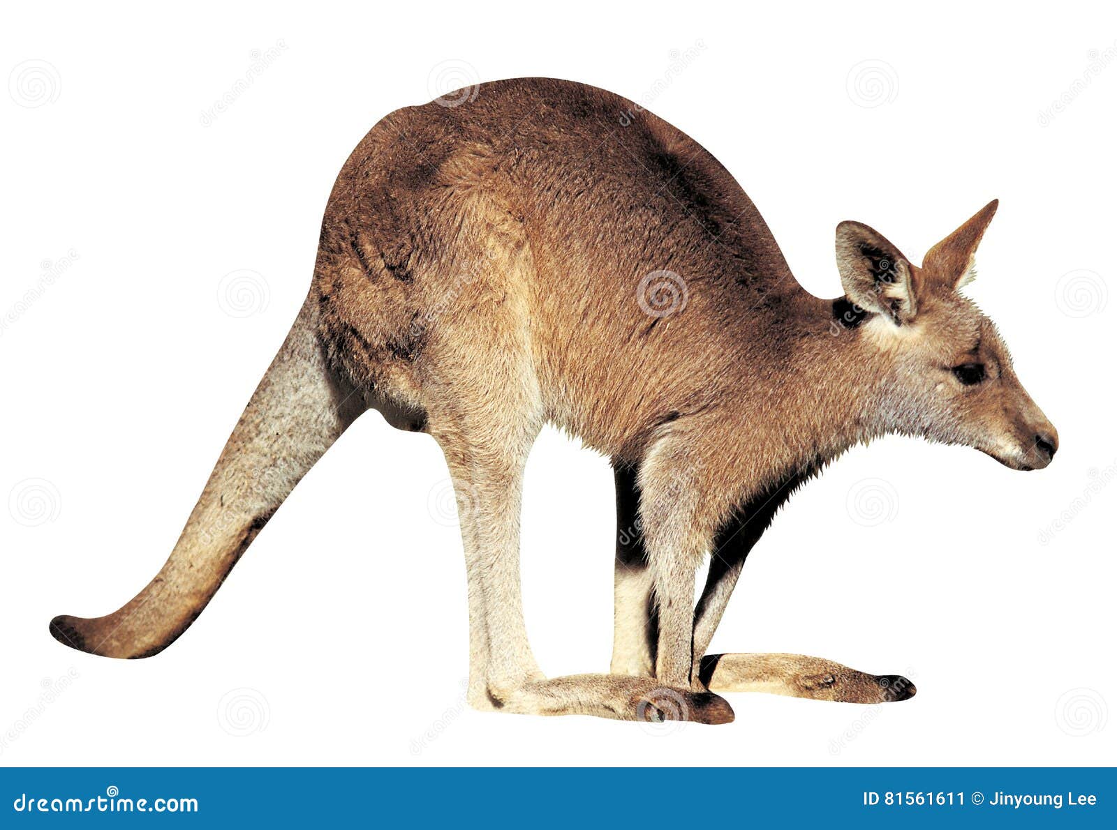 Animal stock image. Image of working, kangaroo, organism - 81561611
