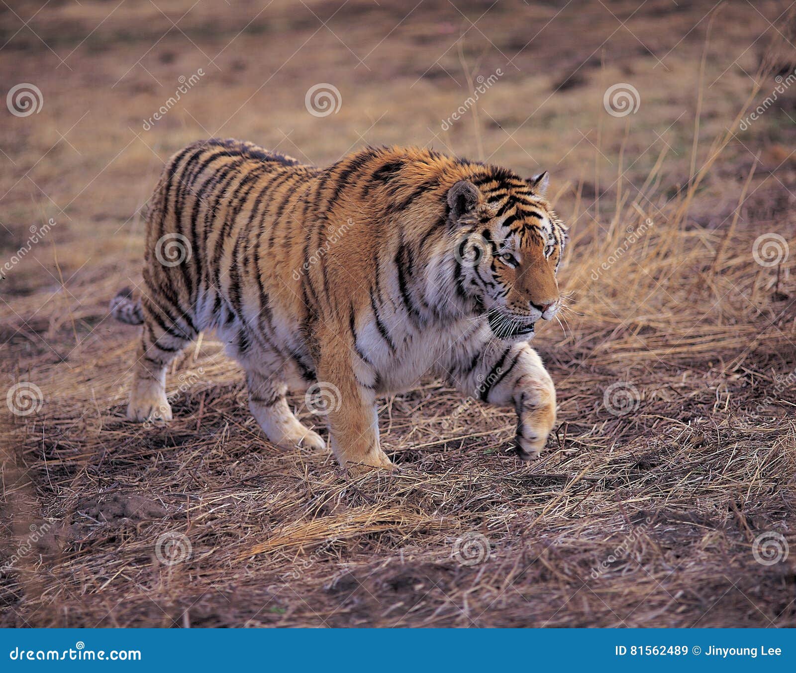 Animal stock image. Image of tiger, area, field, working - 81562489