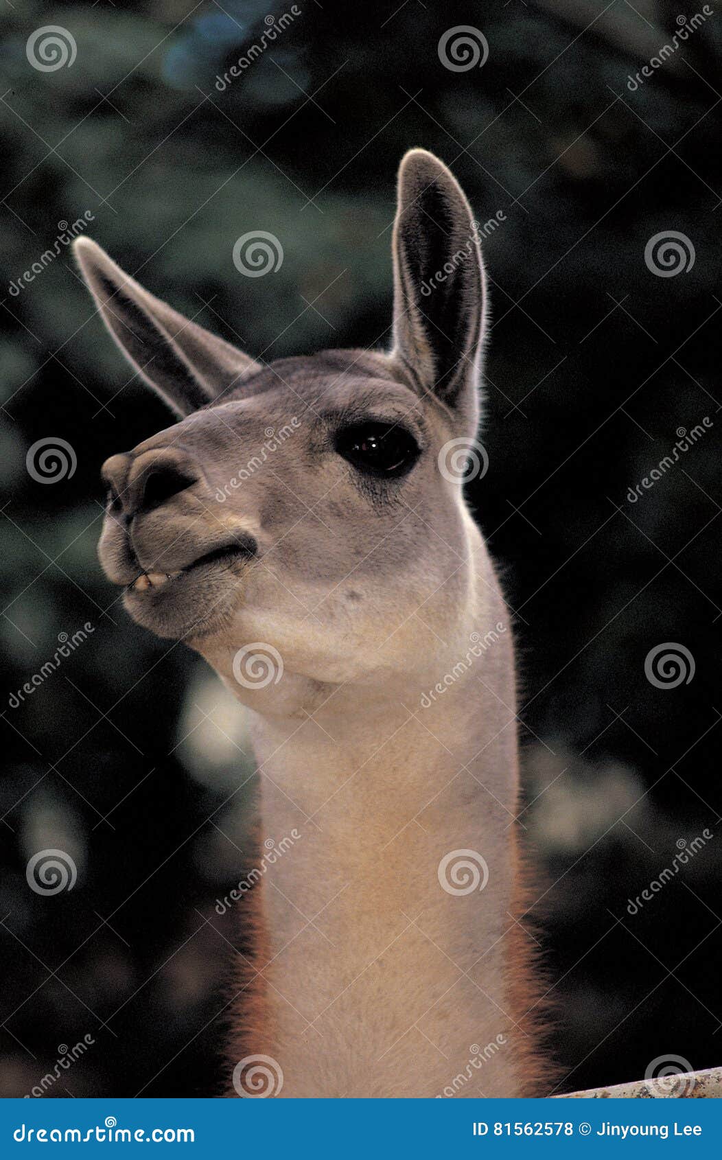 Animal stock photo. Image of llama, outdoors, organism - 81562578