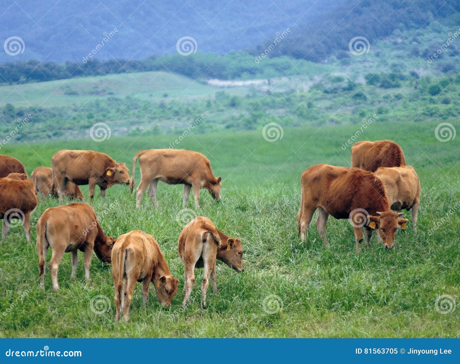 Animal stock image. Image of field, stuffing, grazing - 81563705