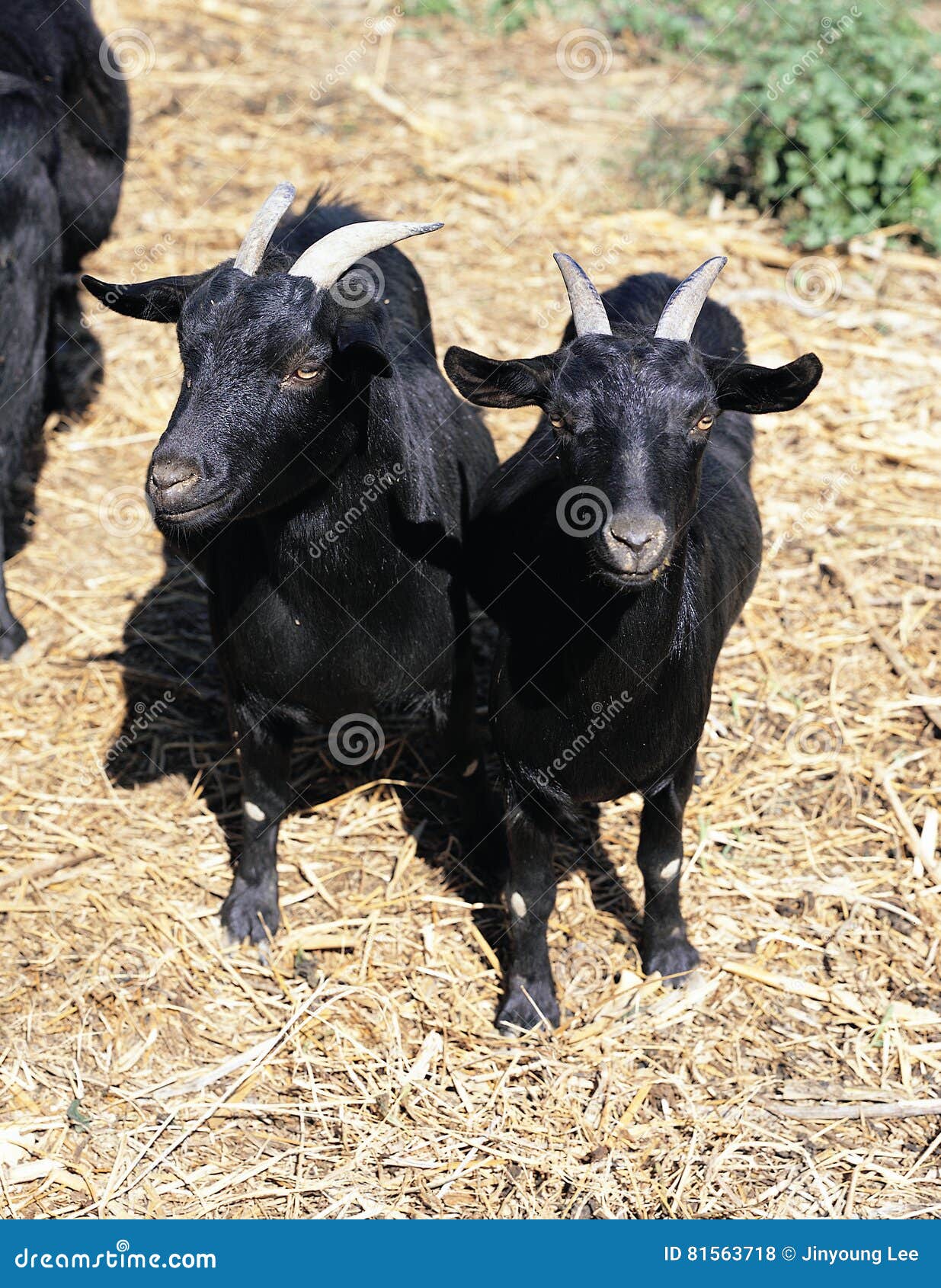 Animal stock photo. Image of goat, livestock, working - 81563718