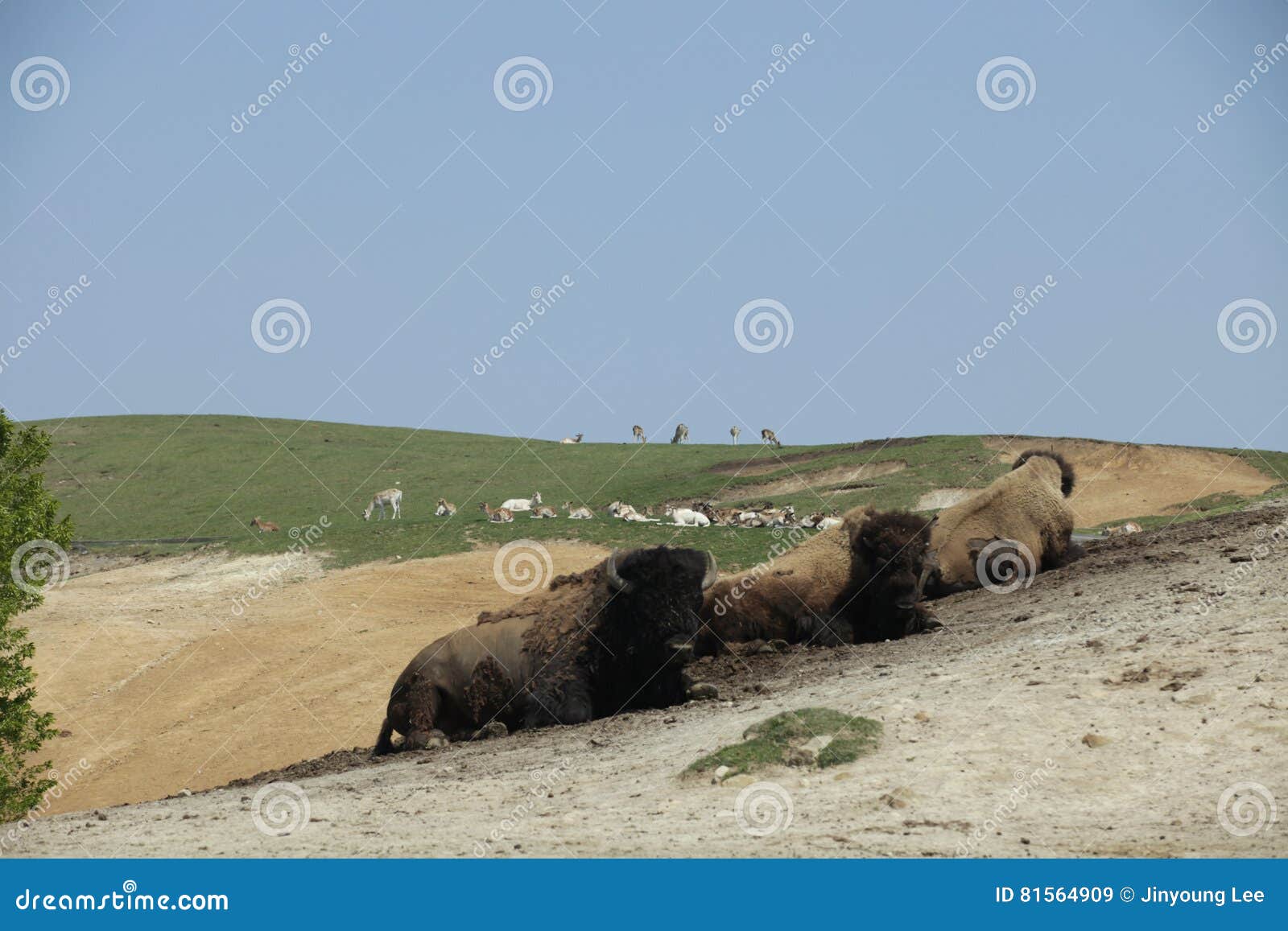 Animal stock image. Image of plateau, cattle, butte, beef - 81564909