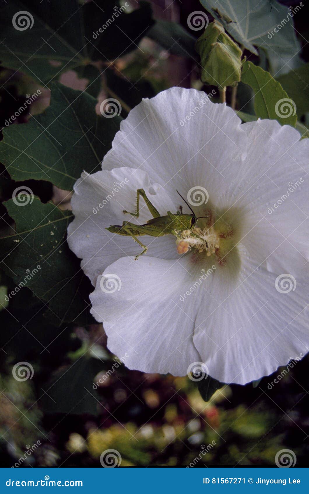 Animal stock image. Image of plant, worm, working, locust - 81567271