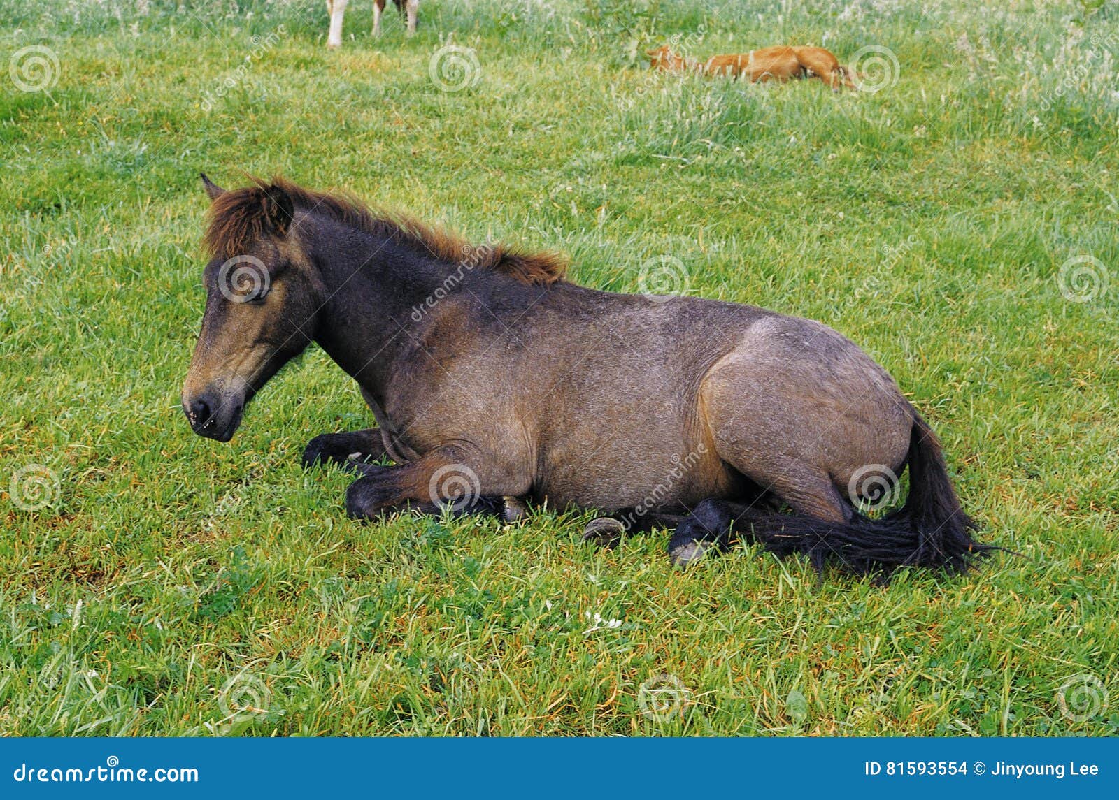 Animal stock photo. Image of field, paddock, working - 81593554